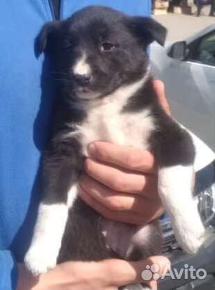 Щеночек малышочек в добрые руки