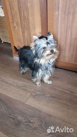 Йоркширский терьер