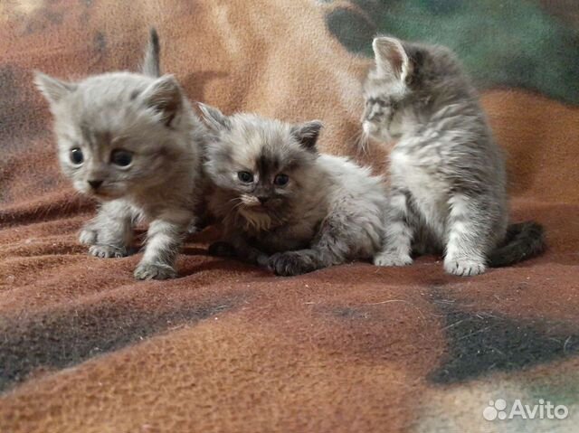 Котята