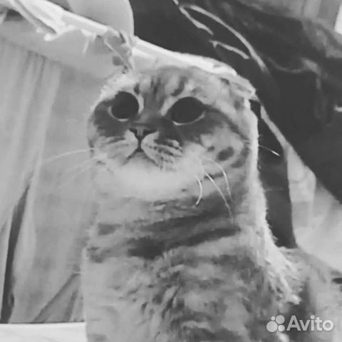 Британская вислоухая кошкана вязка