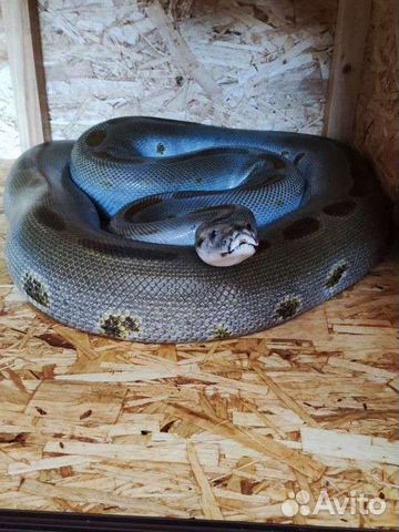 Змея с террариумом