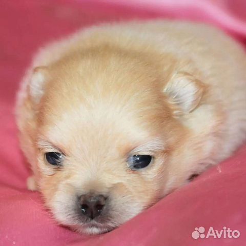 Шпицули детки