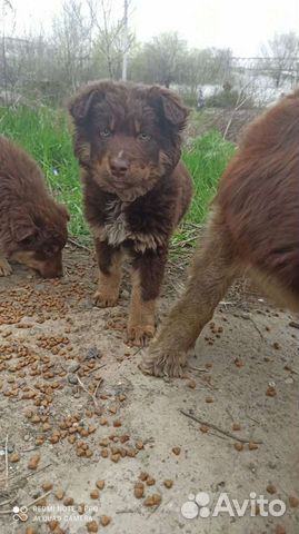 Щенки большой собаки