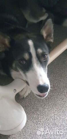 Собаки бесплатно хаски