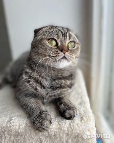Отдам бесплатно породистую кошку