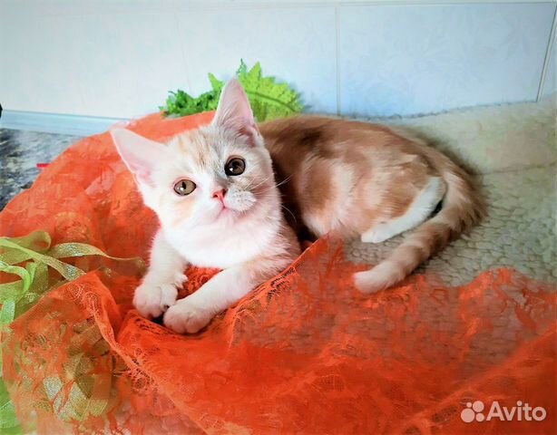 Мраморный котик