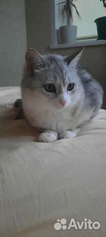 Британская кошка бесплатно