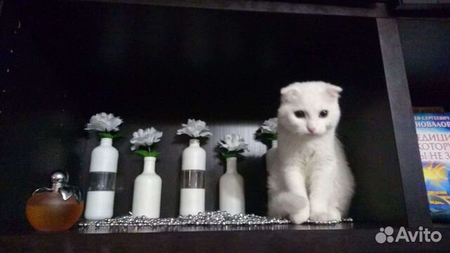 Шотландская вислоухая кошка