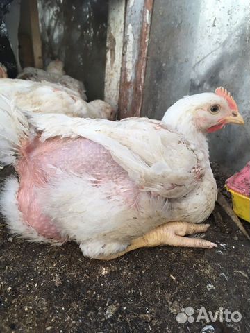Цыплята бройлеры росс 308