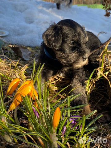 Цвергшнауцер