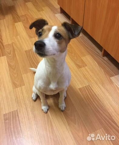 Джек Рассел терьер