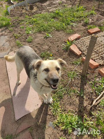 Похоже на овчарку, девочка