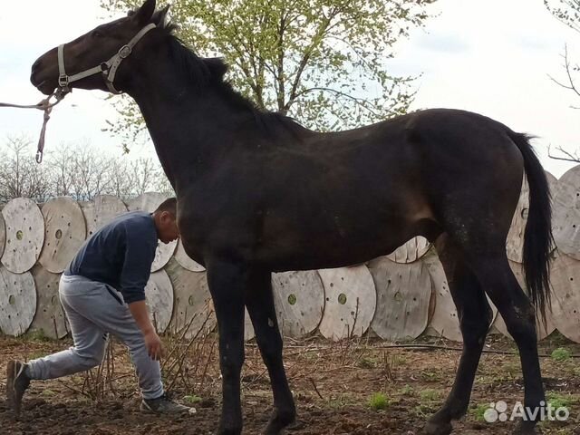 Продаются 2.5 год жеребчик
