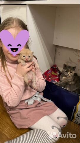 Редкий персиковый британец котенок