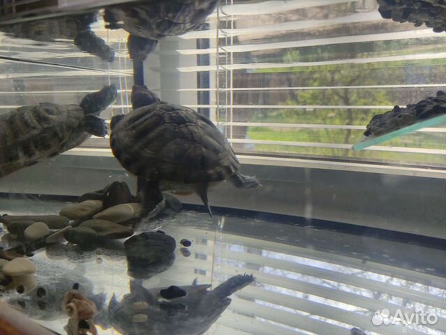Черепаха с аквариумом и фильтром