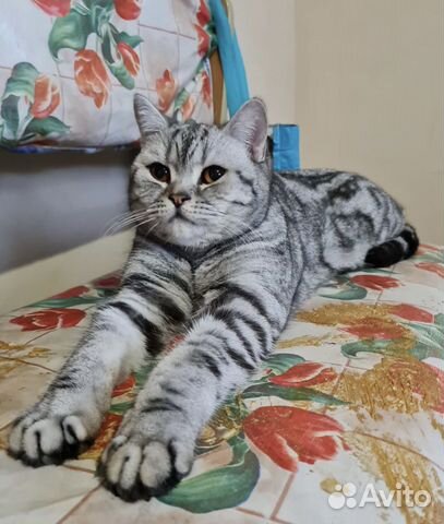 Британская