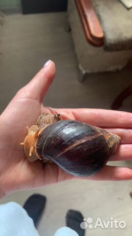 Улитка Ахитина