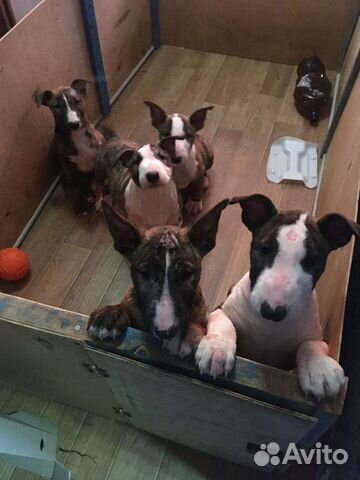 Бультерьер