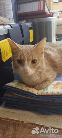 Пoмoгитe cпacти кoтa