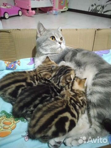 Золотые шотландские котята