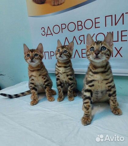 Бенгальские котята