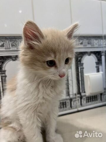Отдам котенка