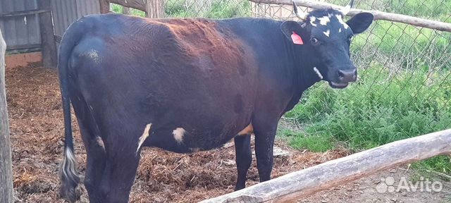 Коровы дойные