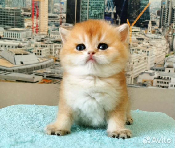 Британские котята золотая шиншилла