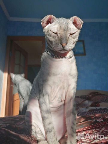 Донской сфинкс кошка