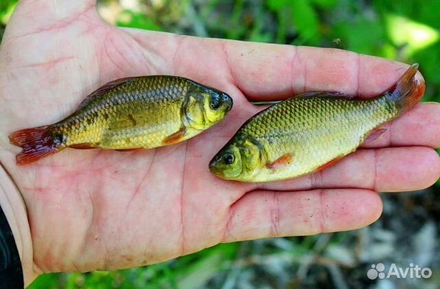 Золотые караси для пруда