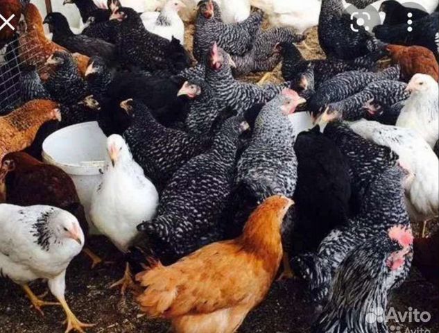 Куры доминант