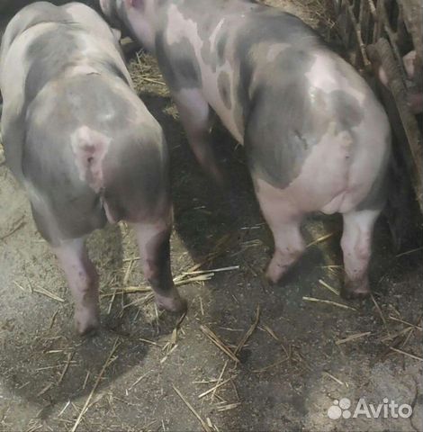 Хрячек Пьетрен