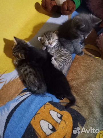 Котята милые ласковые мама сиамка