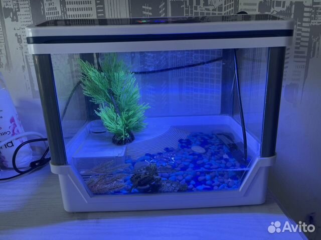 Черепаха с аквариумом