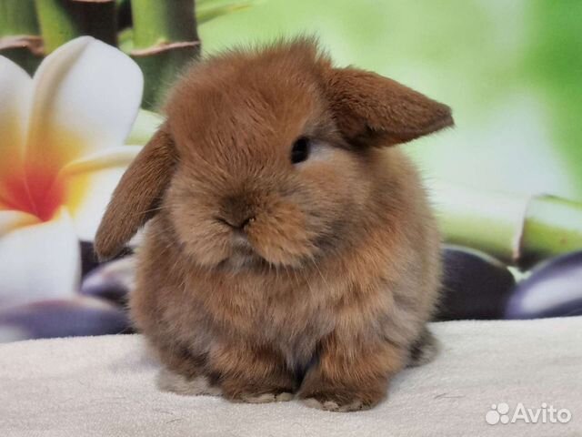 Мини карликовые кролики, на бронь