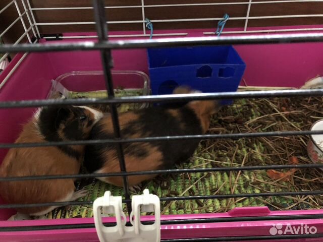 Морская свинка