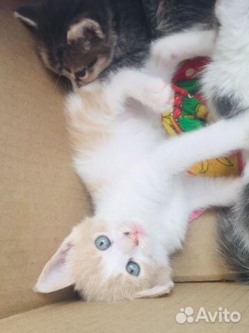 Котята в добрые руки