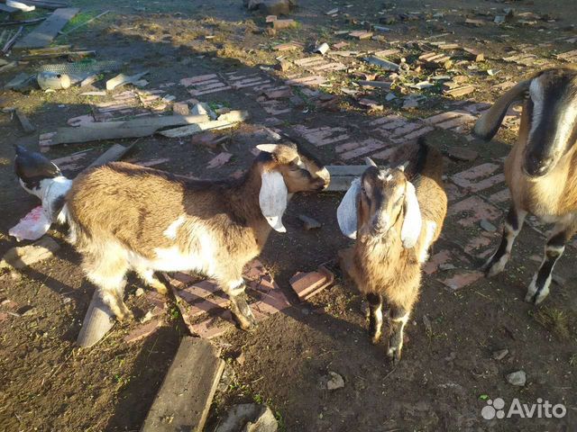 Англо нубийские козлята