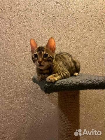 Бенгальские котята