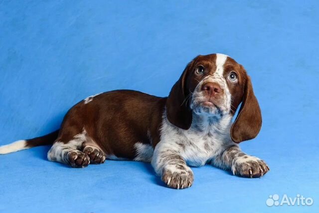 Щенки стандартной таксы окрас Пайболд