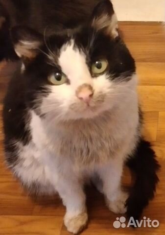 Кот, мышелов, тихий и спокойный, в добрые руки