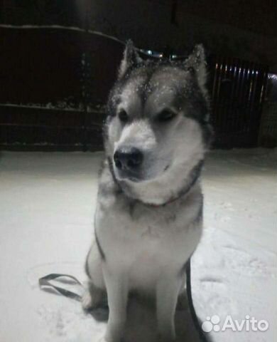 Собака Аляскинский маламут