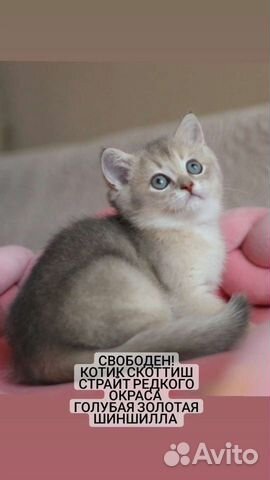 Котик скоттиш страйт редкого окраса ay11