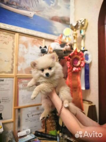 Шпиц малый немецкий