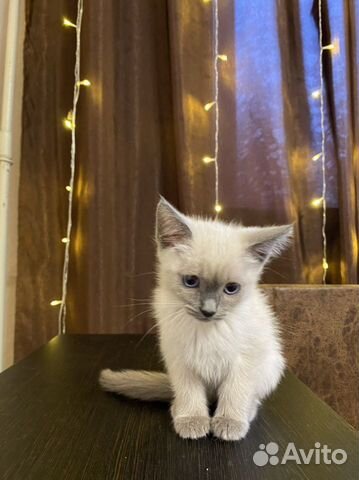 Сиамские котята