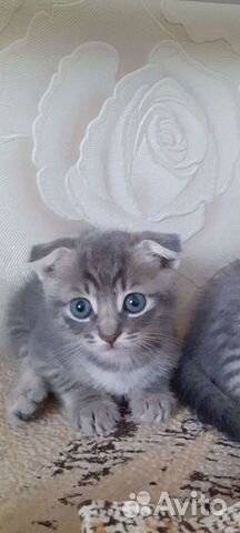 Шотландский вислоухий котик