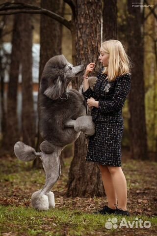 Щенки Большого Пуделя