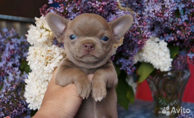 Чихуахуа девочка лилового окраса Стандарт