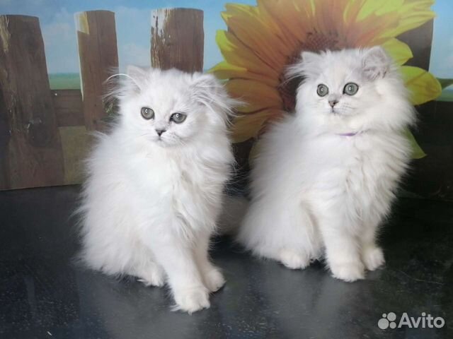 Британская длинношерстная кошка