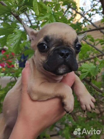 Французский бульдог щенки мини